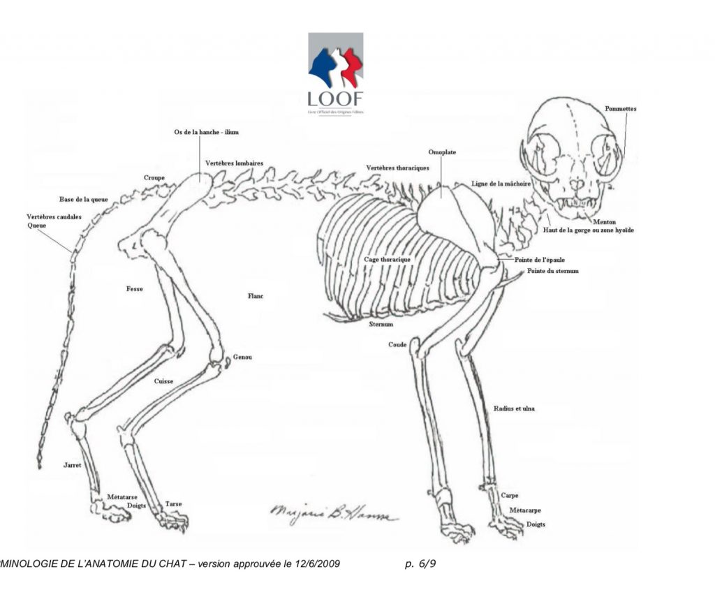 Anatomie du chat – Les Abyssins d'Abystyle