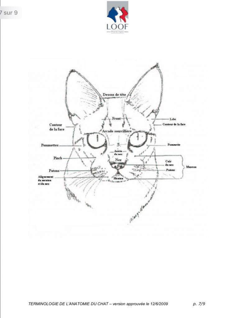 Anatomie du chat – Les Abyssins d'Abystyle