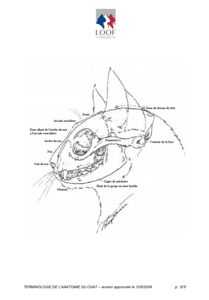 Anatomie du chat – Les Abyssins d'Abystyle