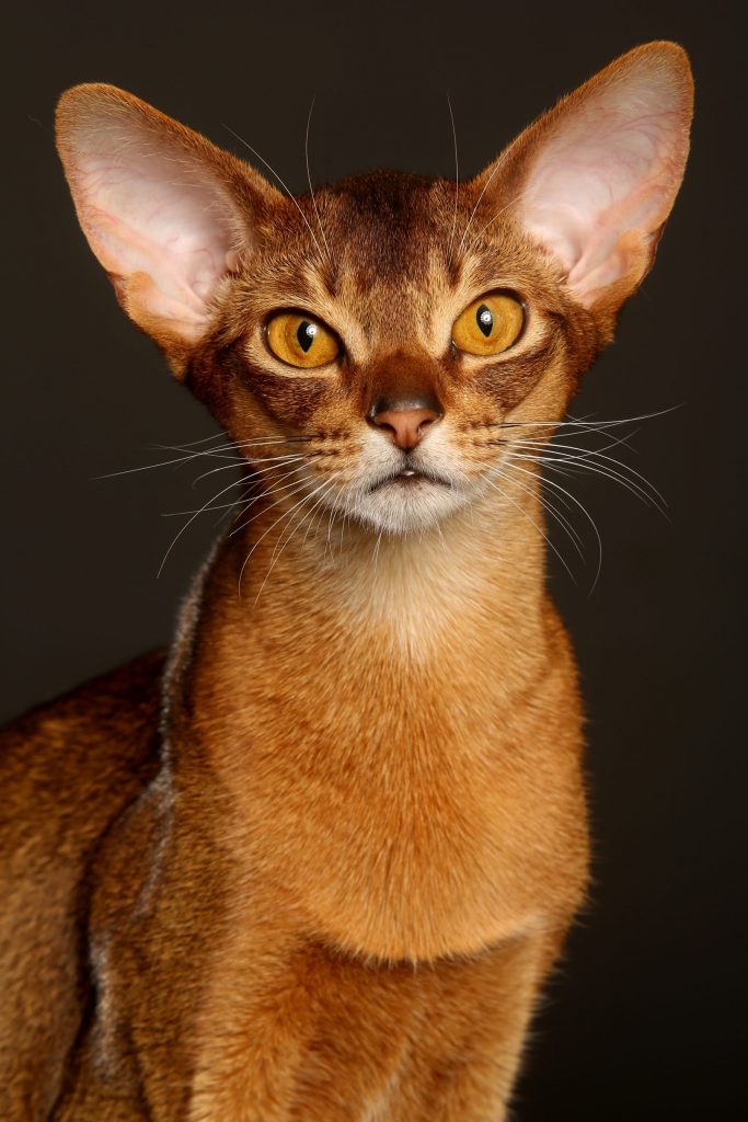 Les Abyssins d'Abystyle – Elevage familial d'abyssins depuis 2013